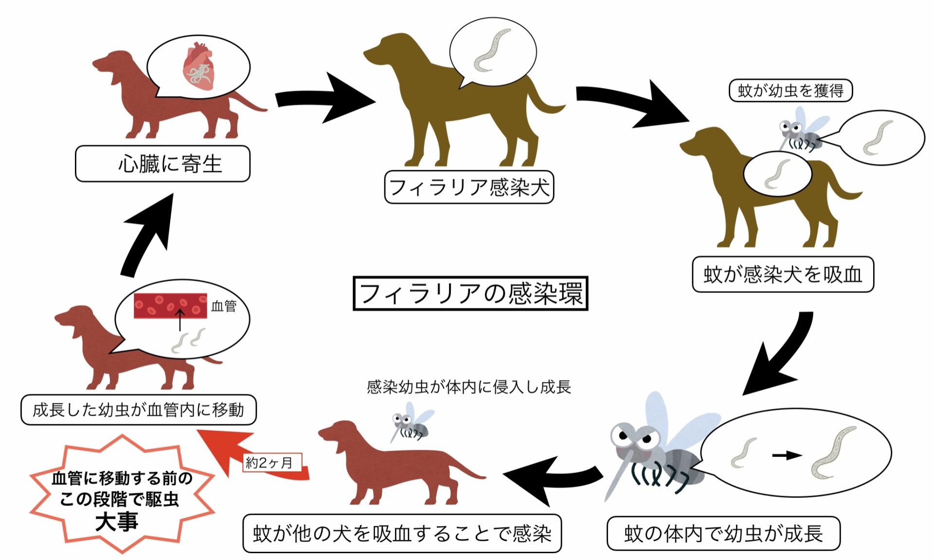 フィラリアの予防薬いつまで投薬すればいいの？ - 習志野市の動物病院なら、新習志野どうぶつ病院